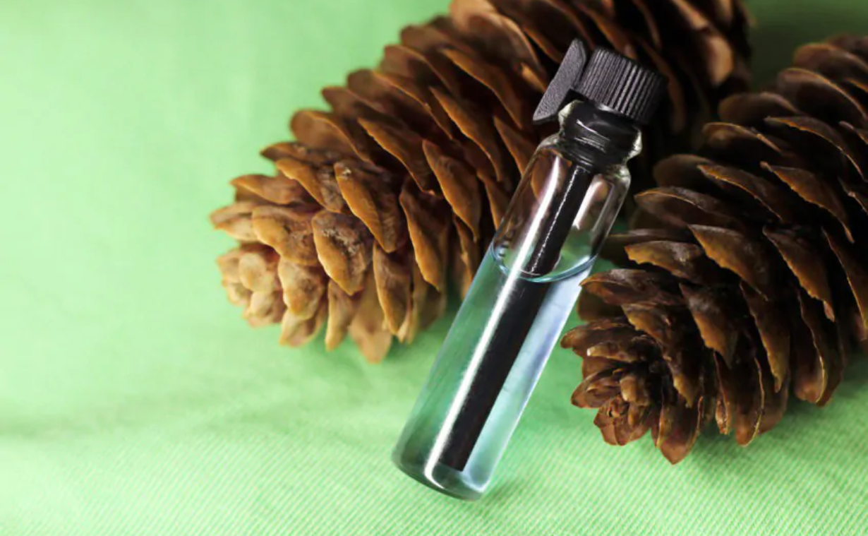 Into the Woods: Discover the Best Pine-Scented Fragrances